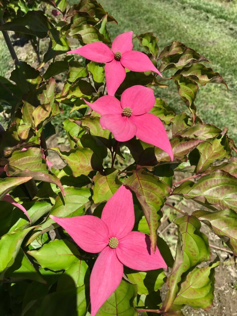 Cornus kousa 'Rutpink' Scarlet Fire® - Chrishaven Trees | Flowering ...